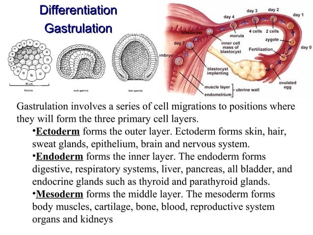 Human embryonic development | PPT | Infertility | Reproductive Health