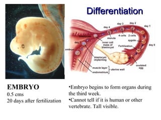 Human embryonic development | PPT