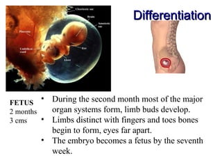 Human embryonic development | PPT