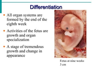 Human embryonic development | PPT