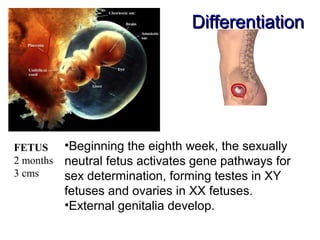 Human embryonic development | PPT