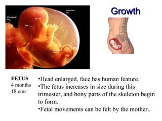 Human embryonic development | PPT