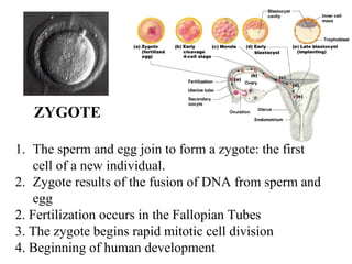 Human embryonic development | PPT | Infertility | Reproductive Health