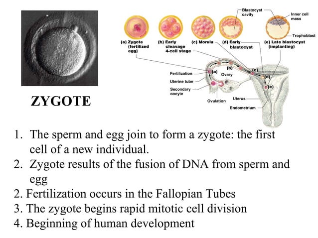 Human embryonic development | PPT | Infertility | Reproductive Health