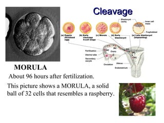 Human embryonic development | PPT