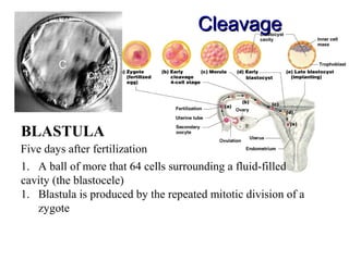 Human embryonic development | PPT