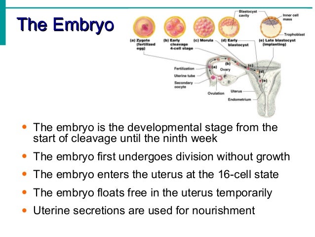 Human embryonic development
