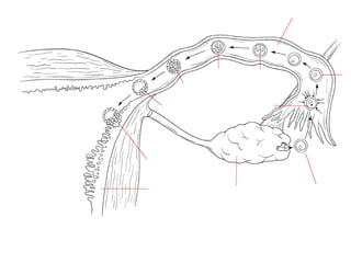 humanembryonicdevelopment-141015070629-conversion-gate02 (1).pdf