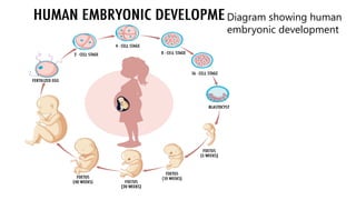 Human embryonic development - Nursing ST | PPT