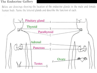 Human endocrine system | PPT