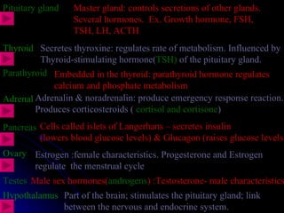 Human endocrine system | PPT