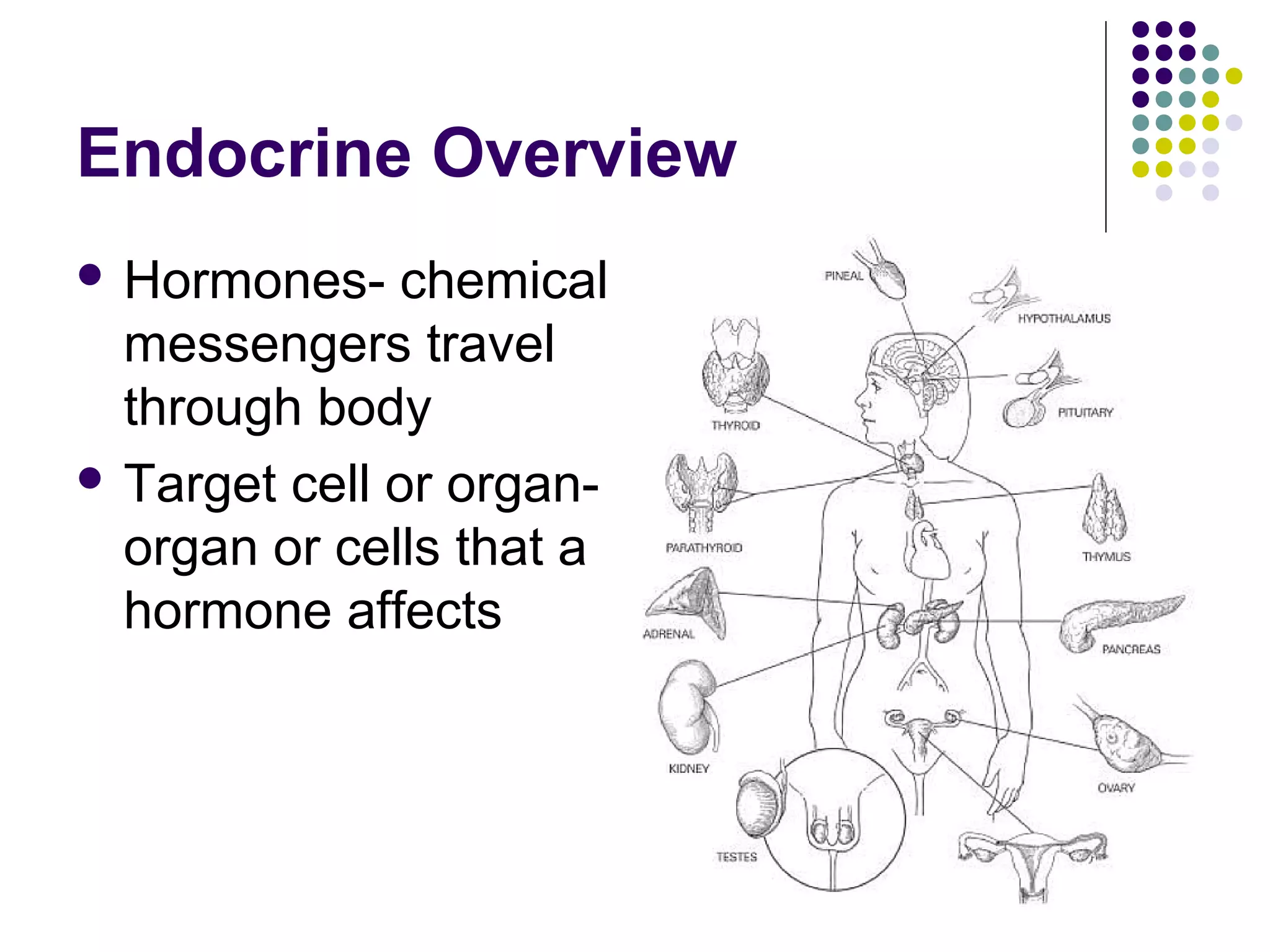Human endocrine system | PPT