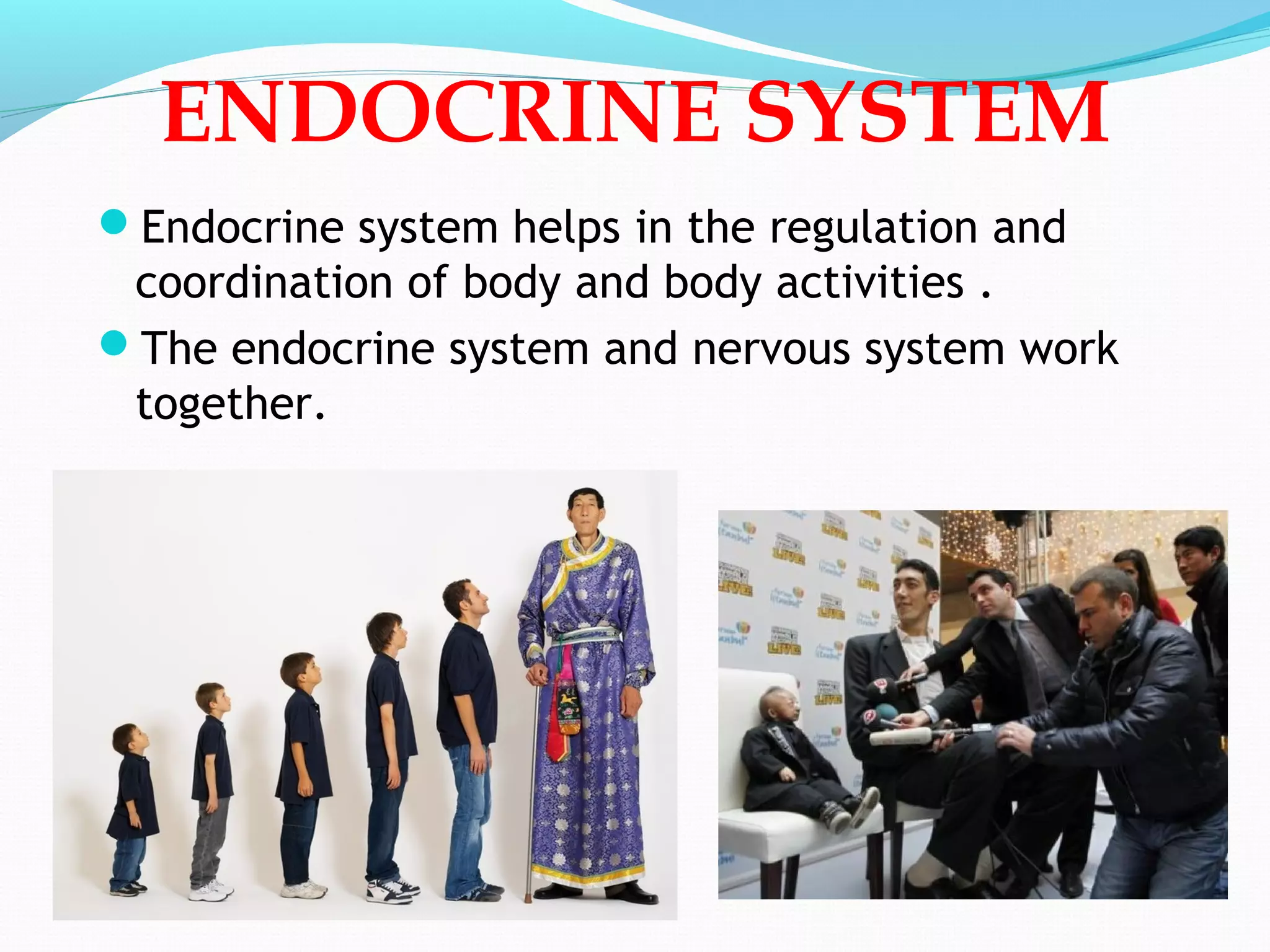 Human endocrine system | PPT