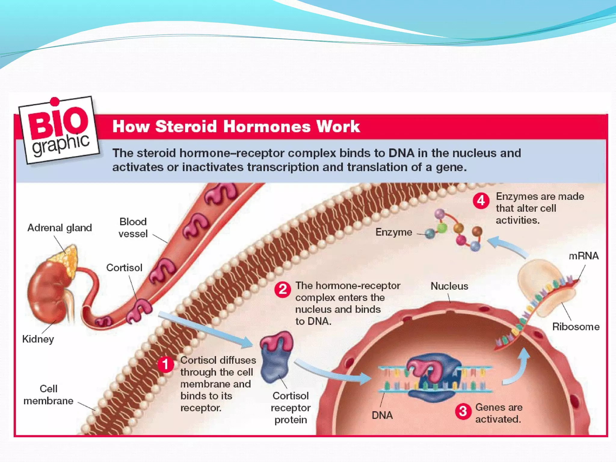 Human endocrine system | PPT