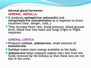 Human endocrine system | PPT