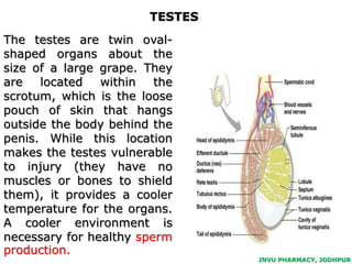 Human endocrine system | PPTX