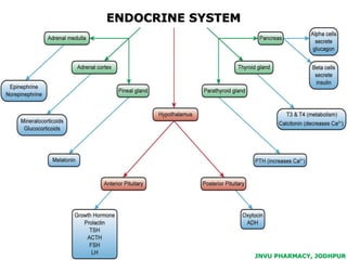 Human endocrine system | PPT