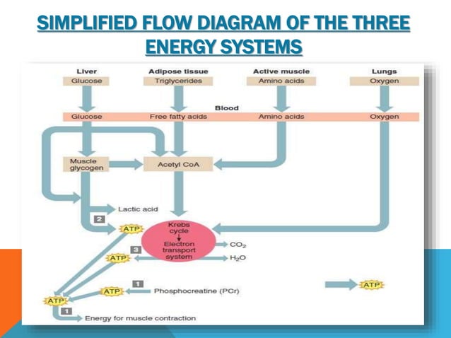 Human Energy | PPTX