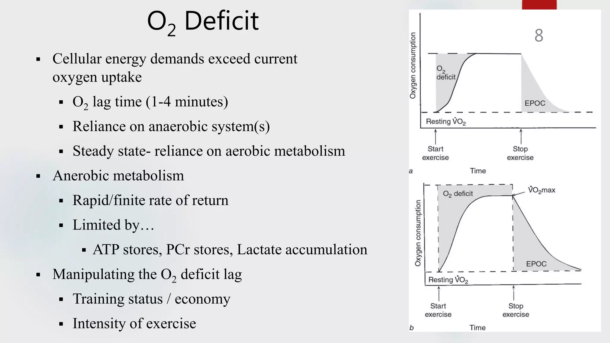 Human Energy Transfer During Exercise | PPT