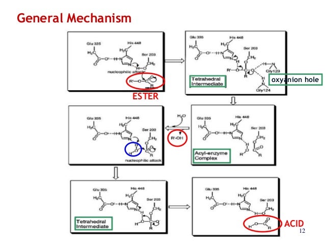 Human esterases: Chemical and Biochemical Considerations