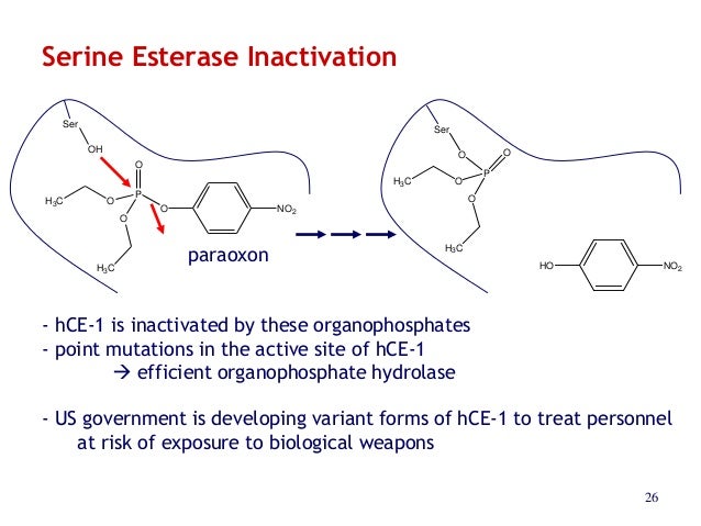 Human esterases: Chemical and Biochemical Considerations