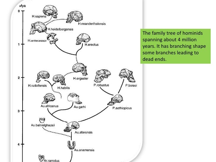 Human Evolution Family Tree NOVA | Alien From Earth | Who's Who In
