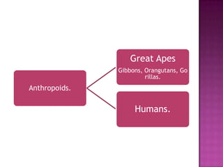 Human evolution | PPTX
