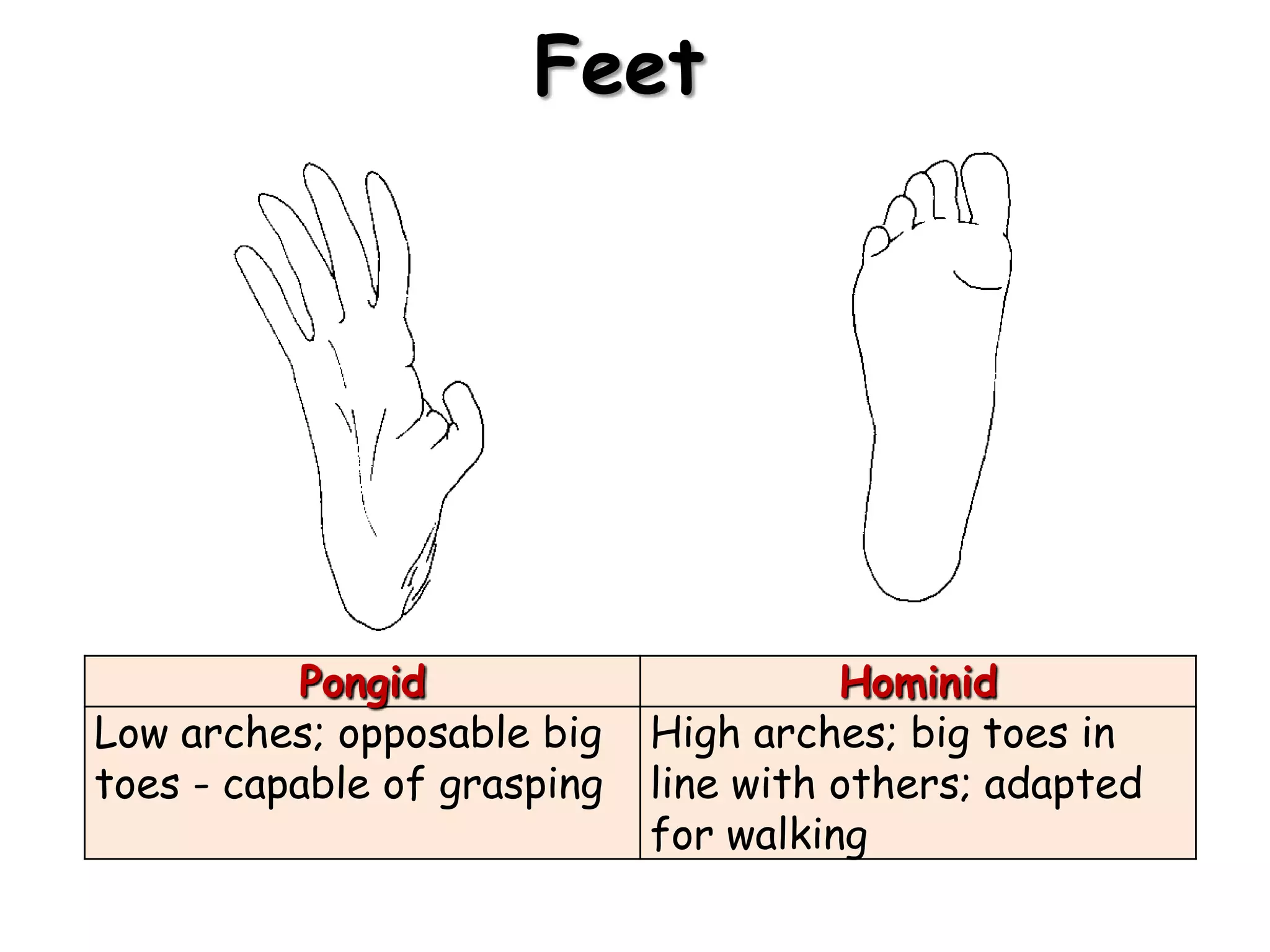 Human evolution | PPT