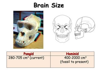Human evolution | PPT
