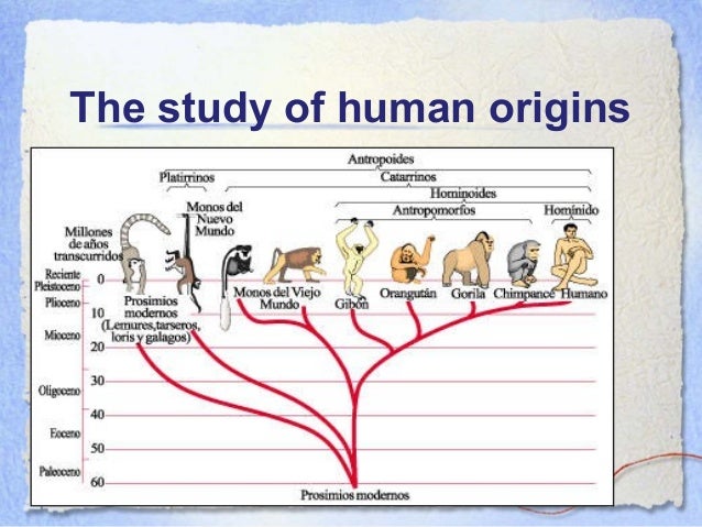 Human evolution