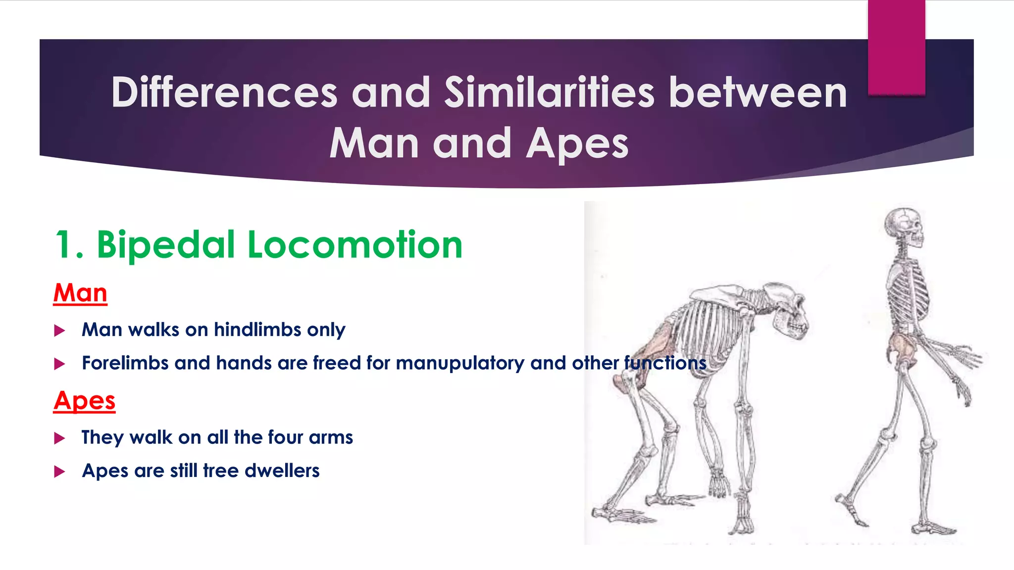 Human evolution | PPTX