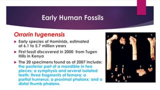Human evolution | PPTX