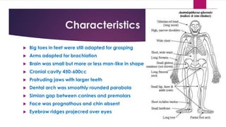 Human evolution | PPTX