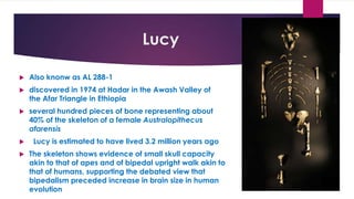 Human evolution | PPTX