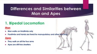 Human evolution | PPTX