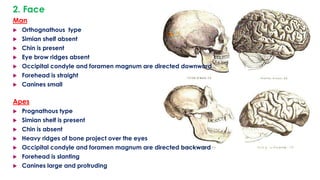 Human evolution | PPTX