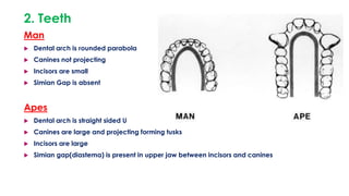 Human evolution | PPTX