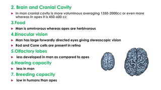 Human evolution | PPTX