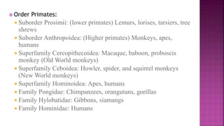 Human evolution | PPT