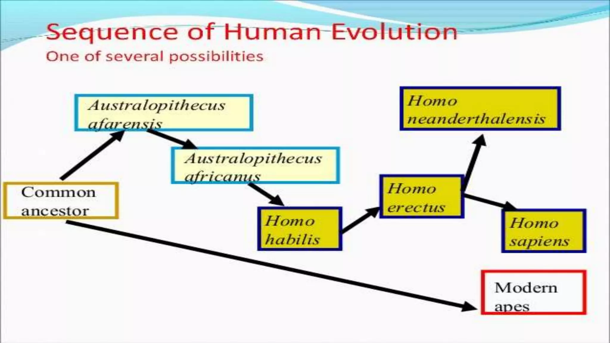 Human evolution (The Great Evolution In The World)...... | PPT