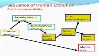 Human evolution (The Great Evolution In The World)...... | PPT