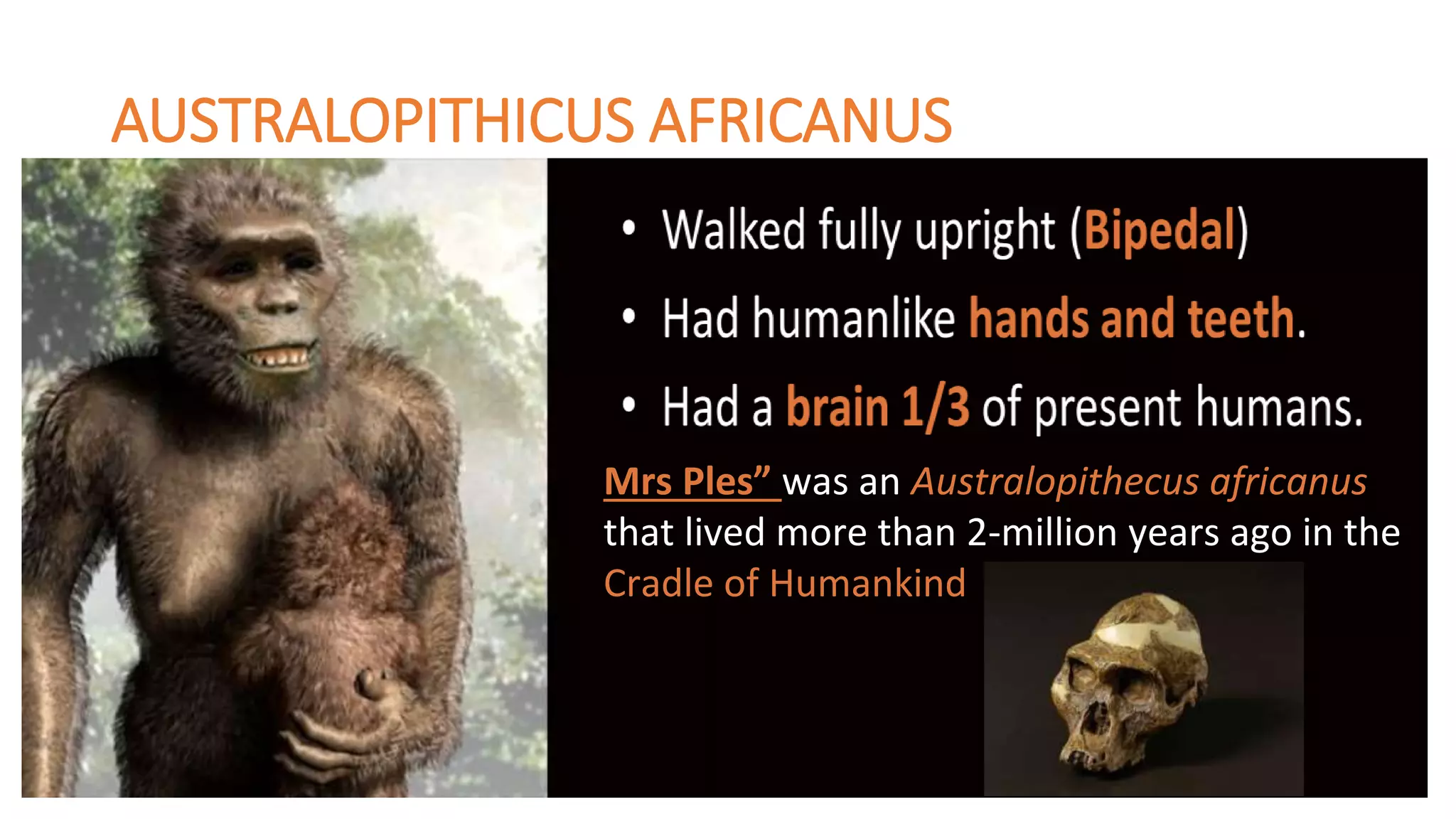 Human evolution | PPTX