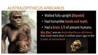Human evolution | PPTX