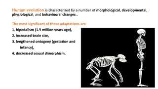 Human evolution | PPTX