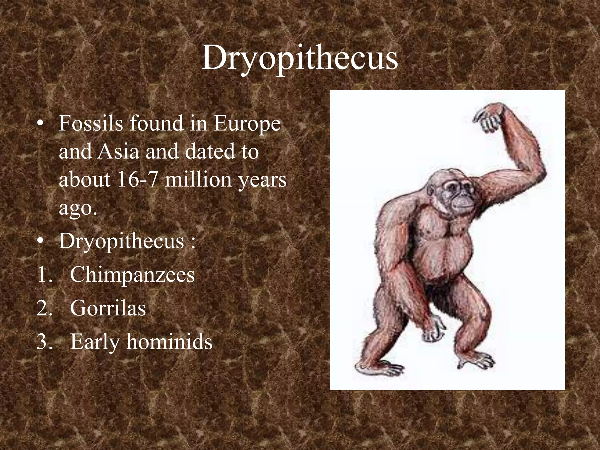 Human evolution | PPTX