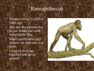 Human evolution | PPT