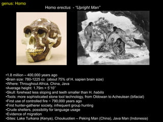 Human evolution | PPT