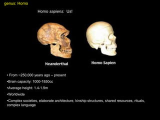 Human evolution | PPT