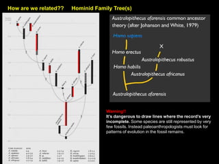 Human evolution | PPT