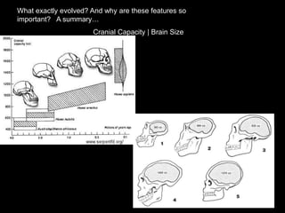 Human evolution | PPT